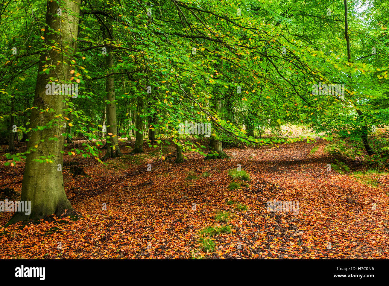 Woodland path with fallen leaves hi-res stock photography and images ...