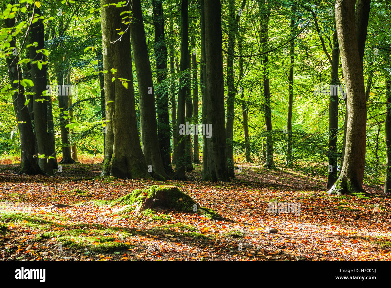 Dappled autumnal sunlight through trees hi-res stock photography and ...