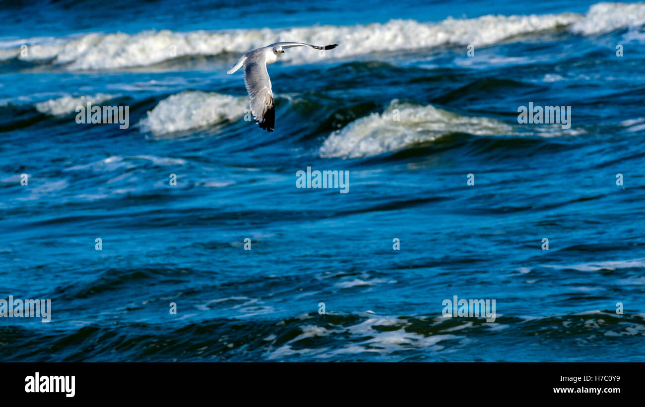 Seagull Flying Over Surf And Waves At Myrtle Beach South Carolina Stock ...