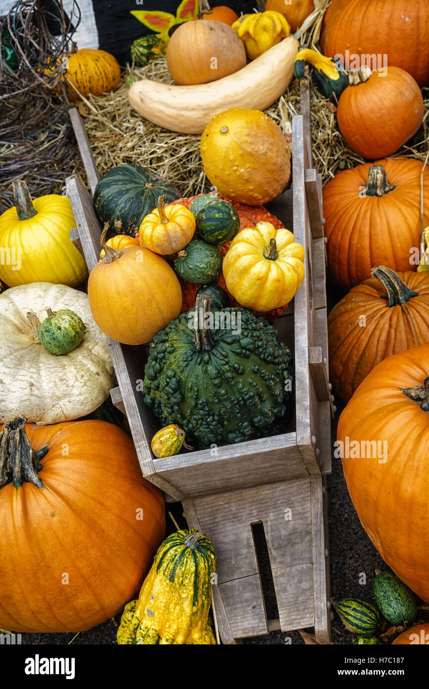 Yellow knobby gourd hi-res stock photography and images - Alamy
