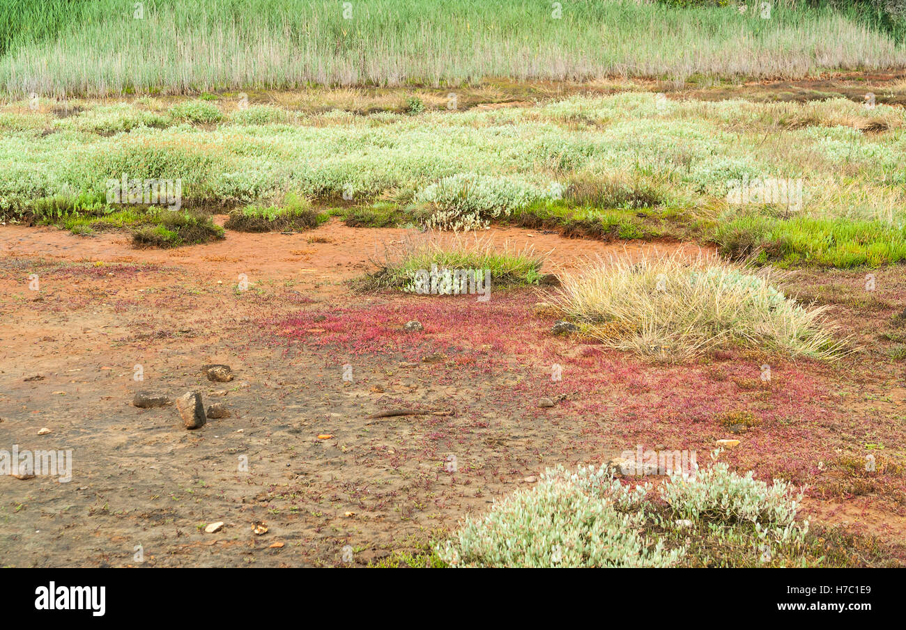 shrubby ground cover vegetation seen in Brittany,France Stock Photo - Alamy