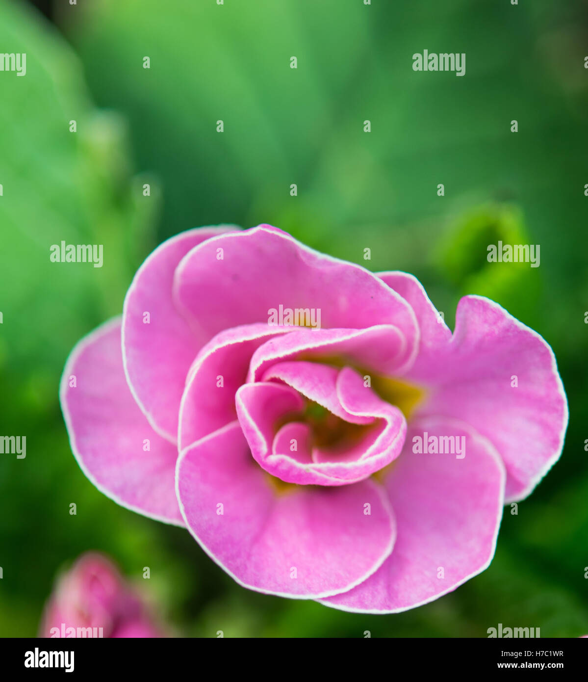 Primrose pink hi-res stock photography and images - Alamy