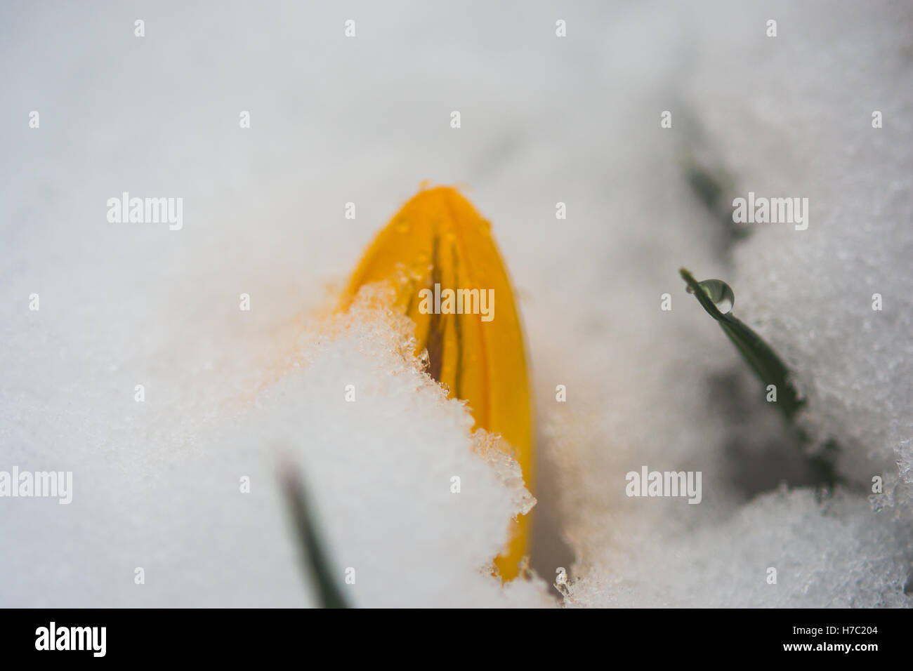 Yellow Crocus in Snow Stock Photo - Alamy