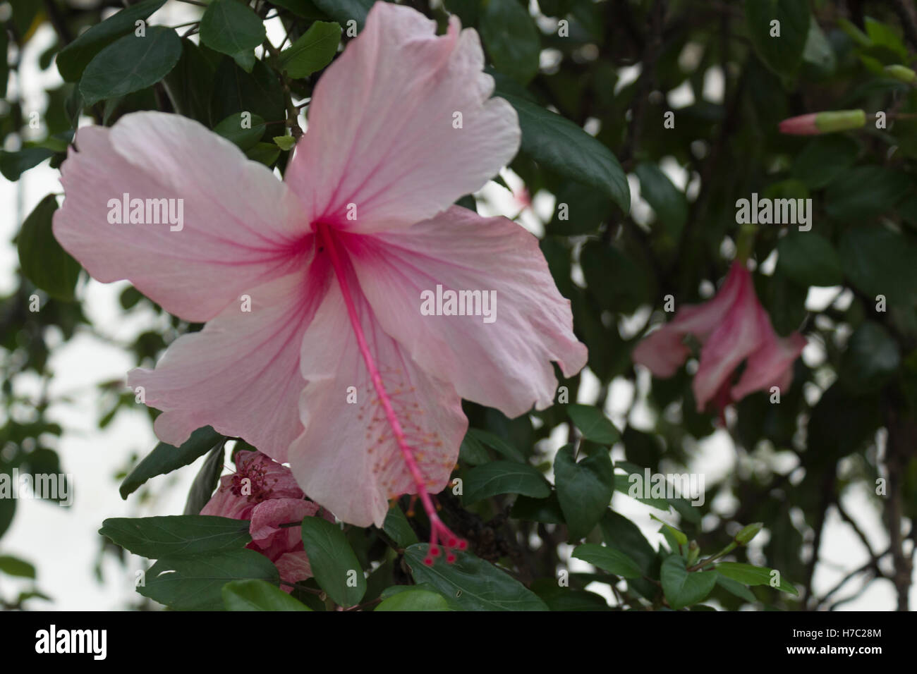 Pink china rose hi-res stock photography and images - Alamy