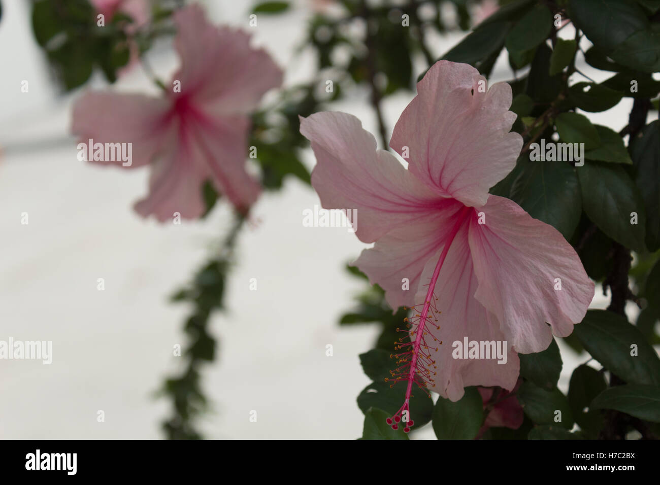 Pink china hi-res stock photography and images - Alamy