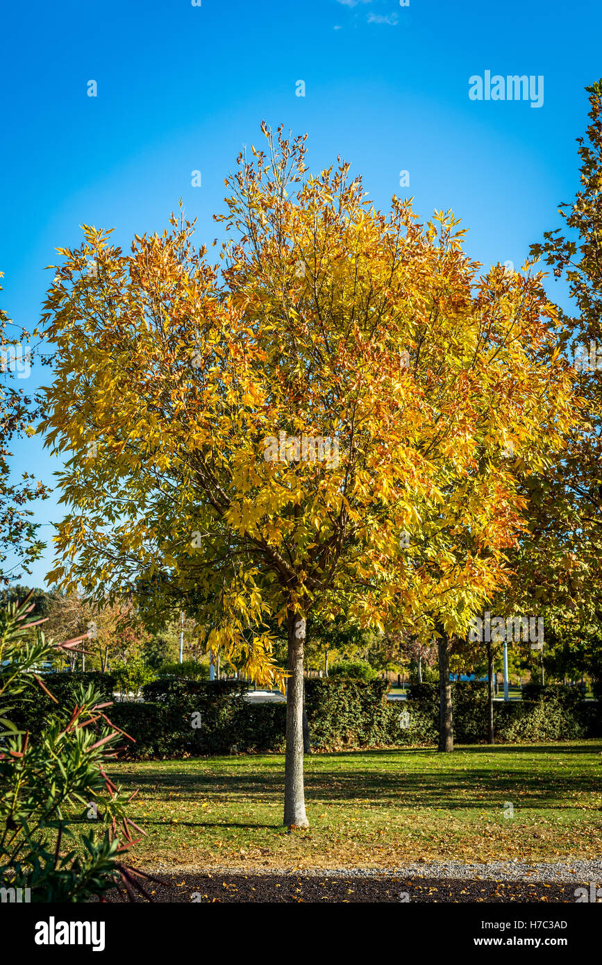 Autumn tree with yellow leaves,single Stock Photo - Alamy