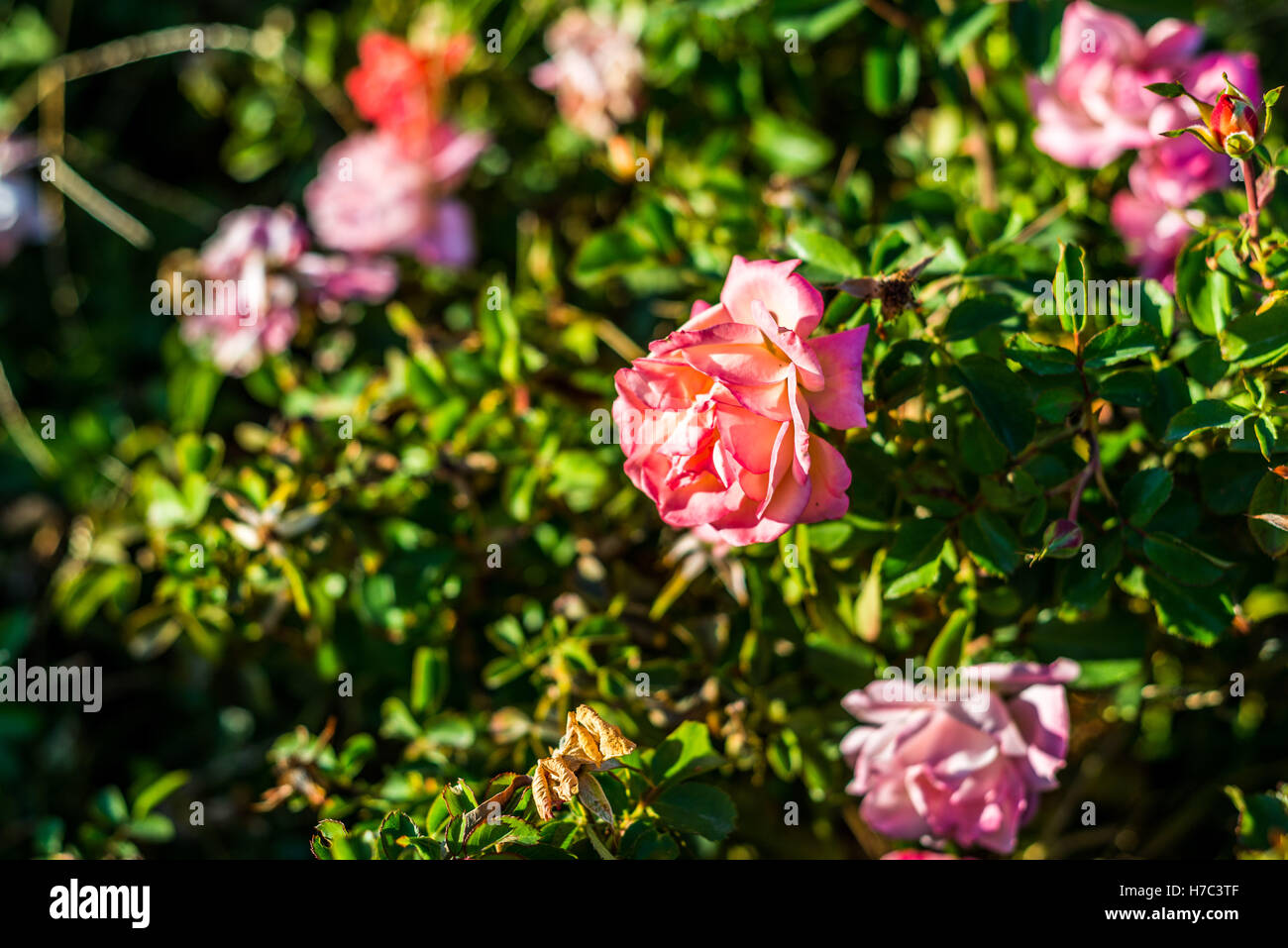 Late roses hi-res stock photography and images - Alamy