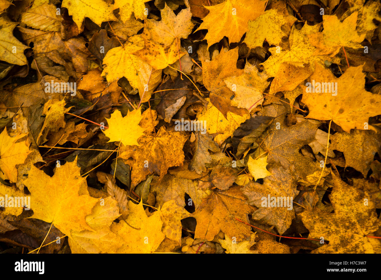 Autumn yellow orange brown colours and fallen leaves in Tyn y Groes ...