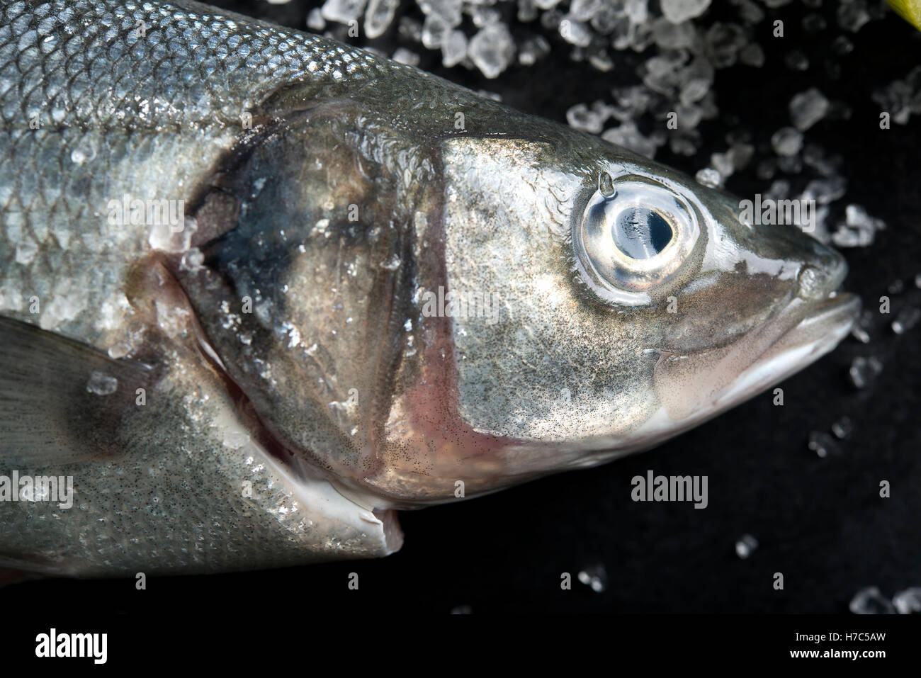 Black sea bass hi-res stock photography and images - Alamy