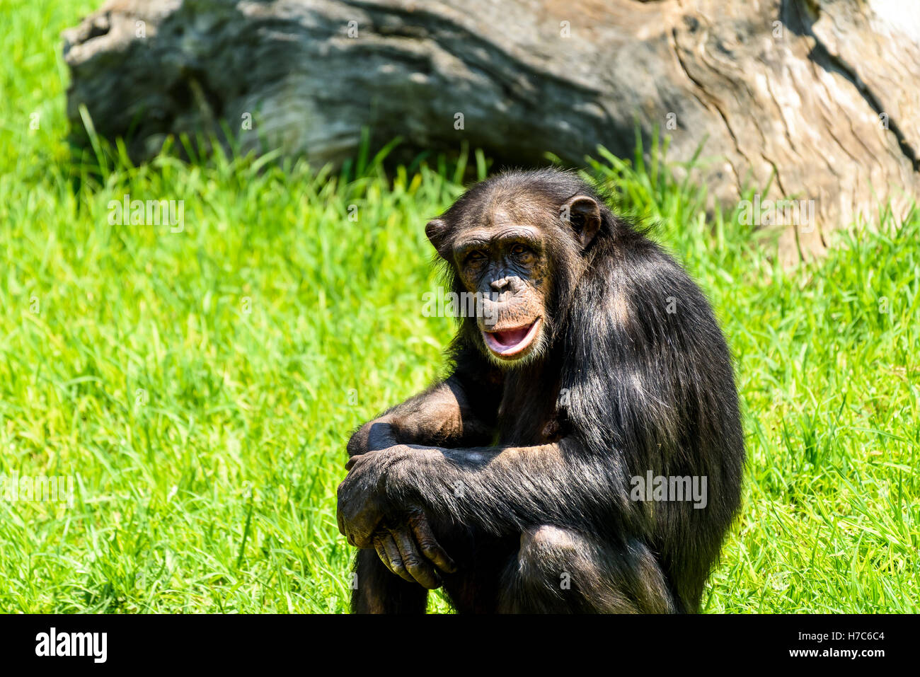 Chimpanzee Face