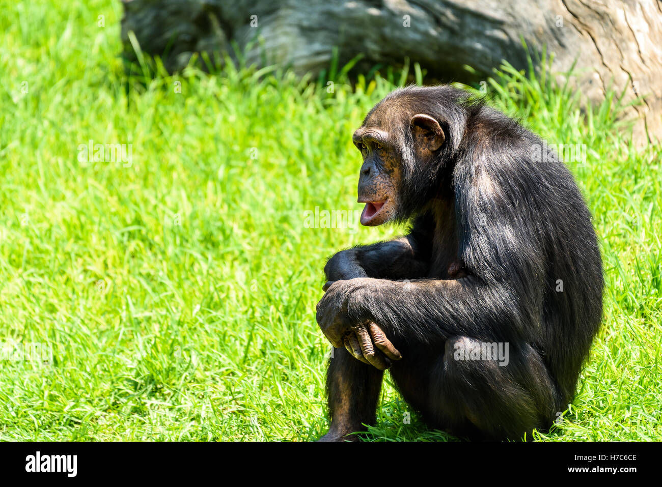 Lonely African Chimpanzee Stock Photo - Alamy