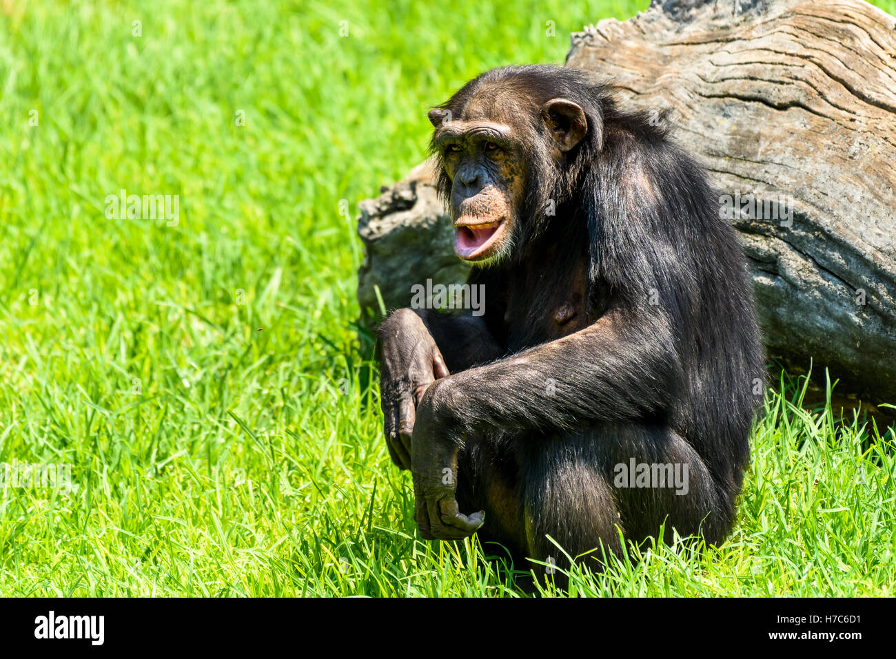 Lonely African Chimpanzee Stock Photo - Alamy