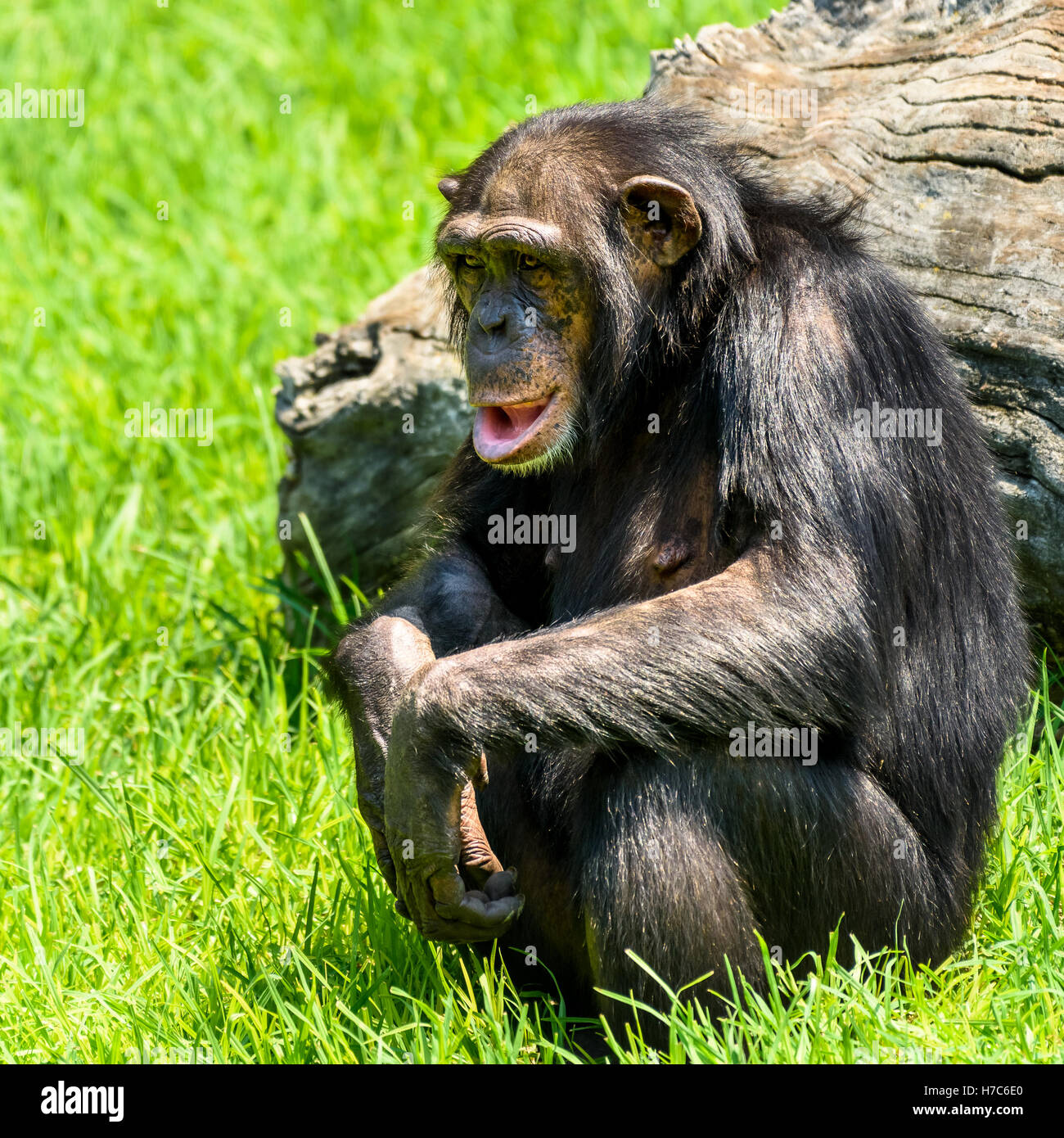 Chimpanzee face hi-res stock photography and images - Alamy