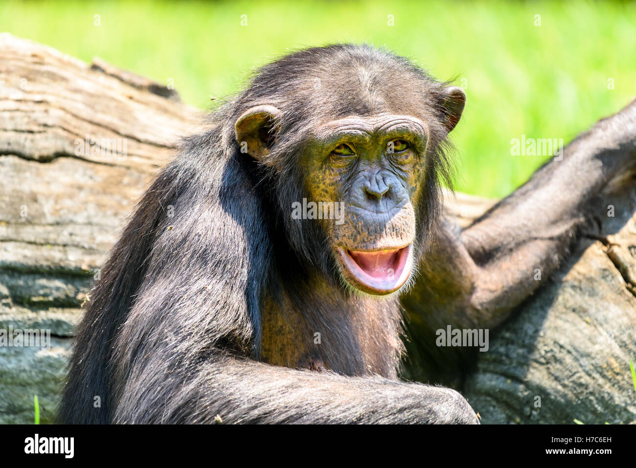 African Chimpanzee In Tree Portrait Stock Photo - Alamy