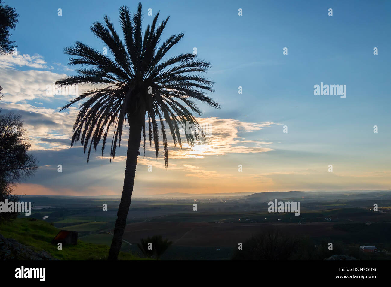 Sunset behind a palm tree Stock Photo - Alamy