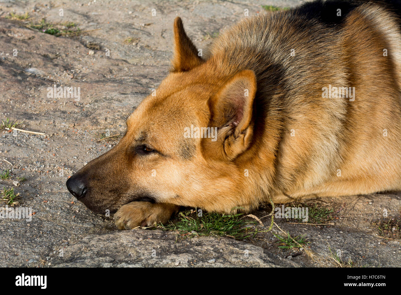 German Shepherd resting relaxed Stock Photo - Alamy
