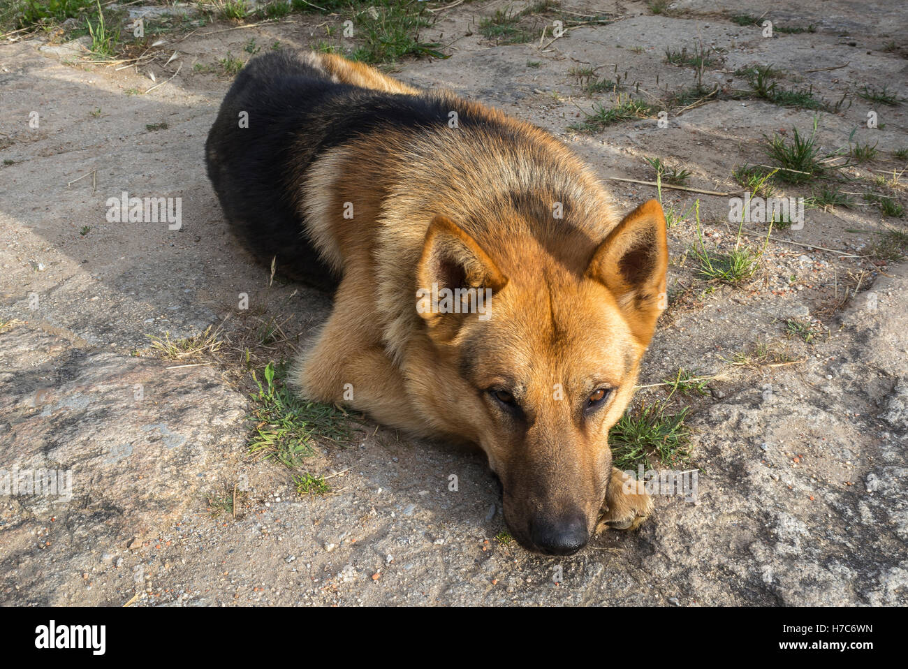 German Shepherd relaxed resting on the floor Stock Photo - Alamy