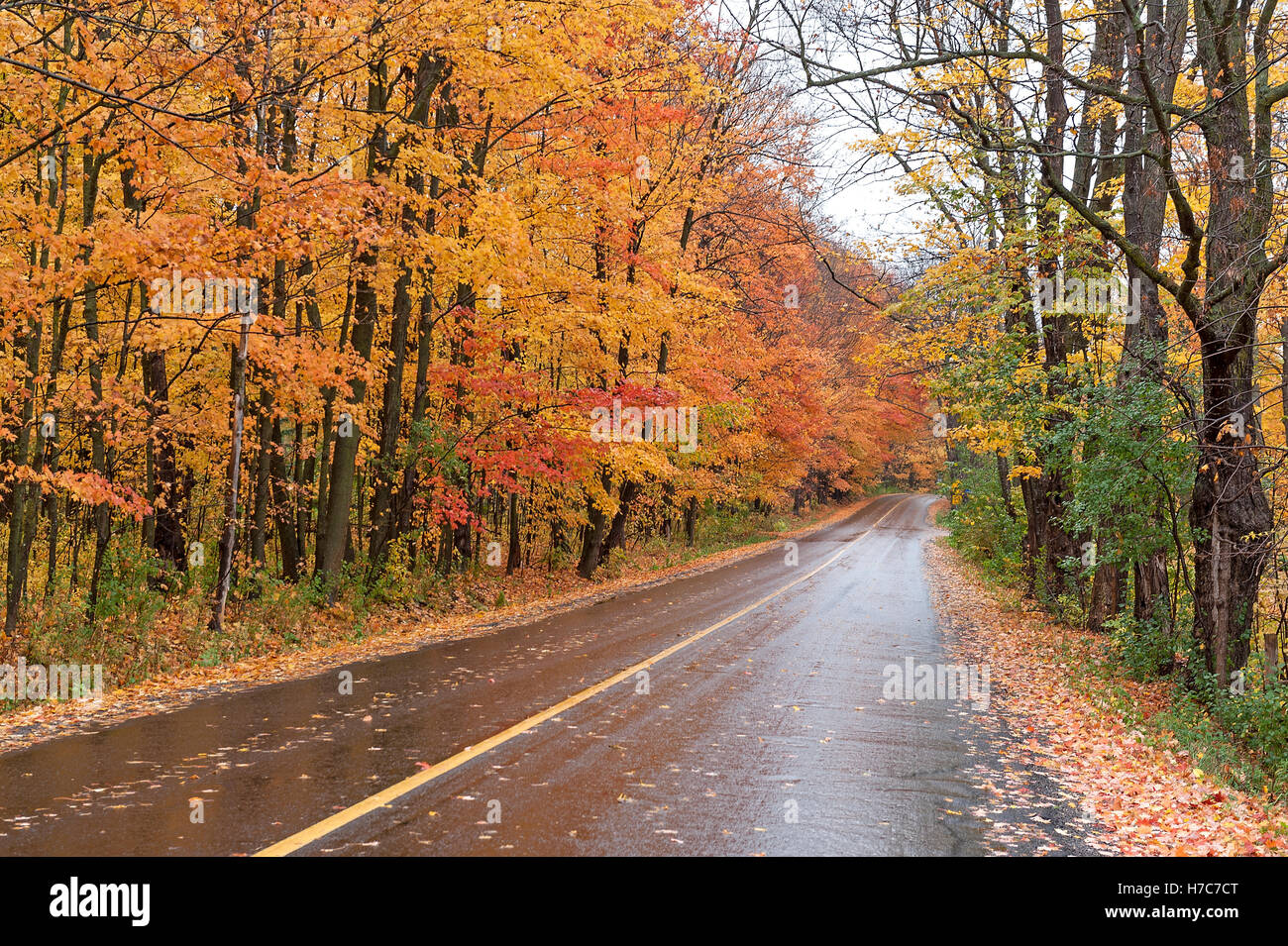 Maple tree line country road Stock Photo - Alamy