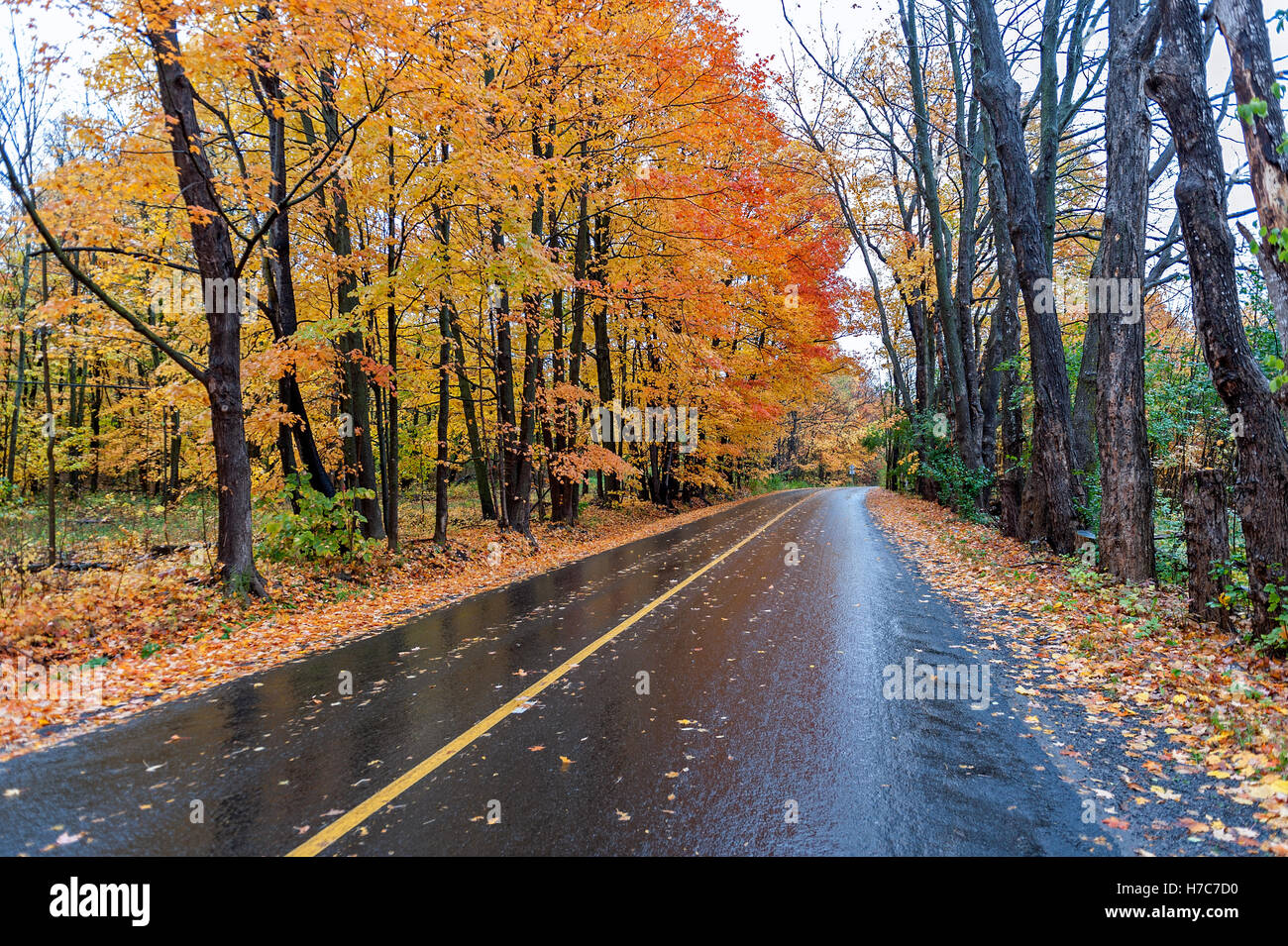 Maple tree line country road Stock Photo - Alamy