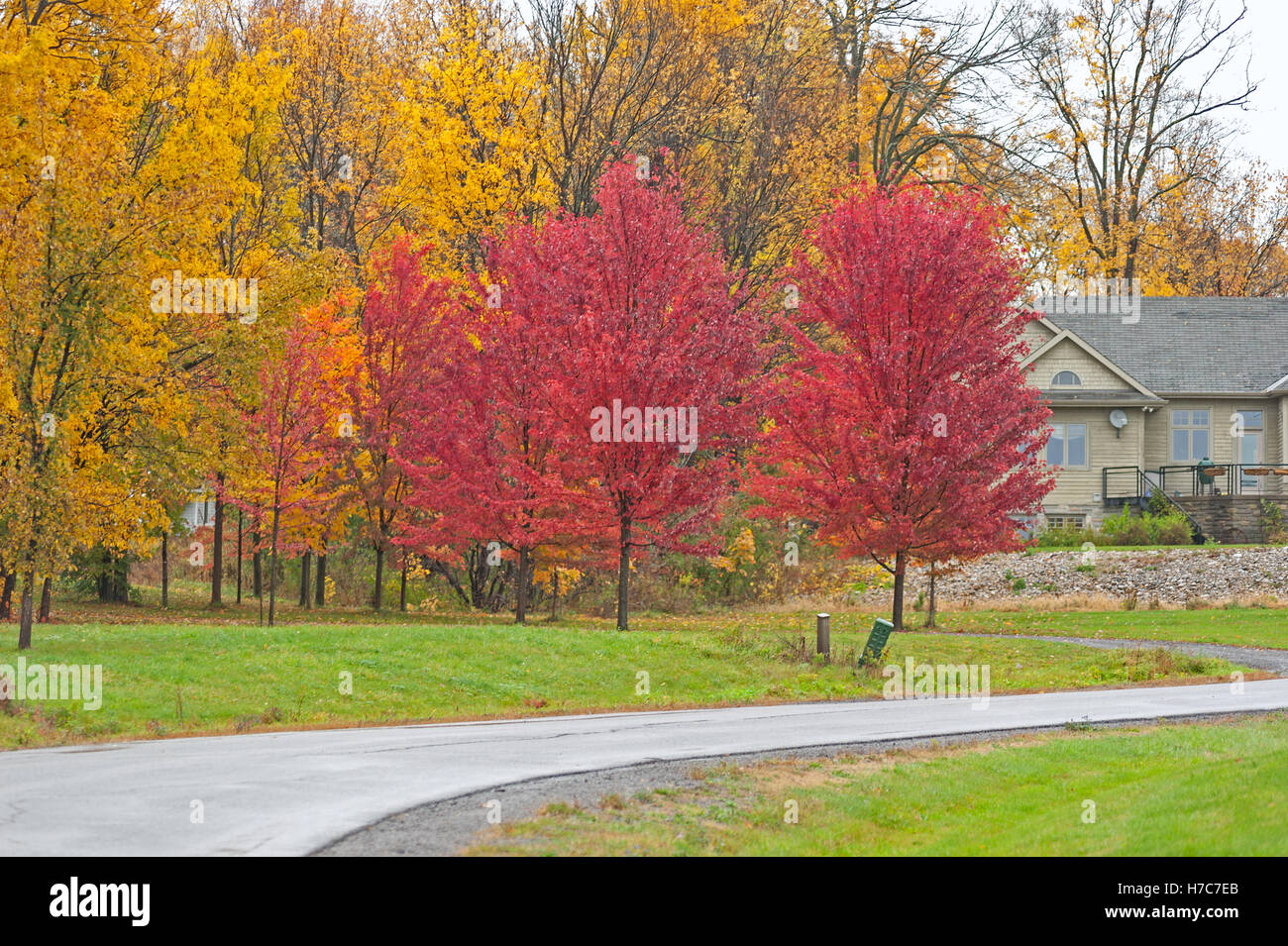 Canadian maple trees hi-res stock photography and images - Alamy