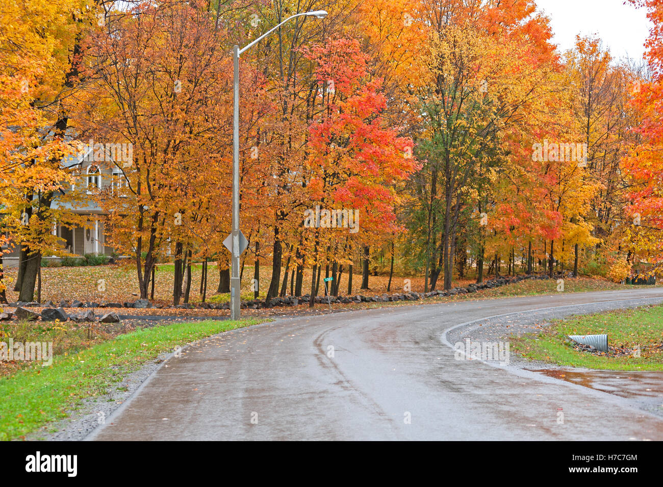 Maple trees in autumn 1 Stock Photo - Alamy