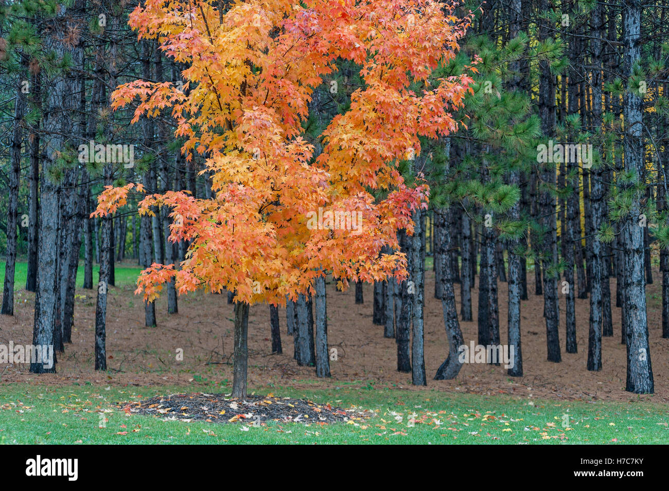 Maple tree fall colours hi-res stock photography and images - Alamy