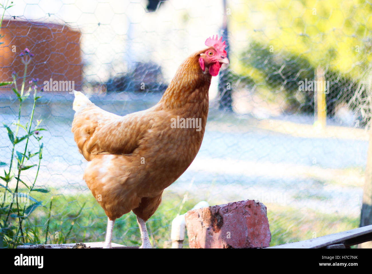 Chicken run enclosure hi-res stock photography and images - Alamy