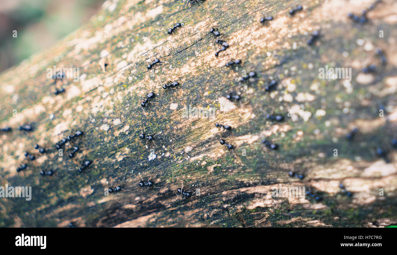 Black worker ants scurry busily forest tree trunk Stock Photo - Alamy