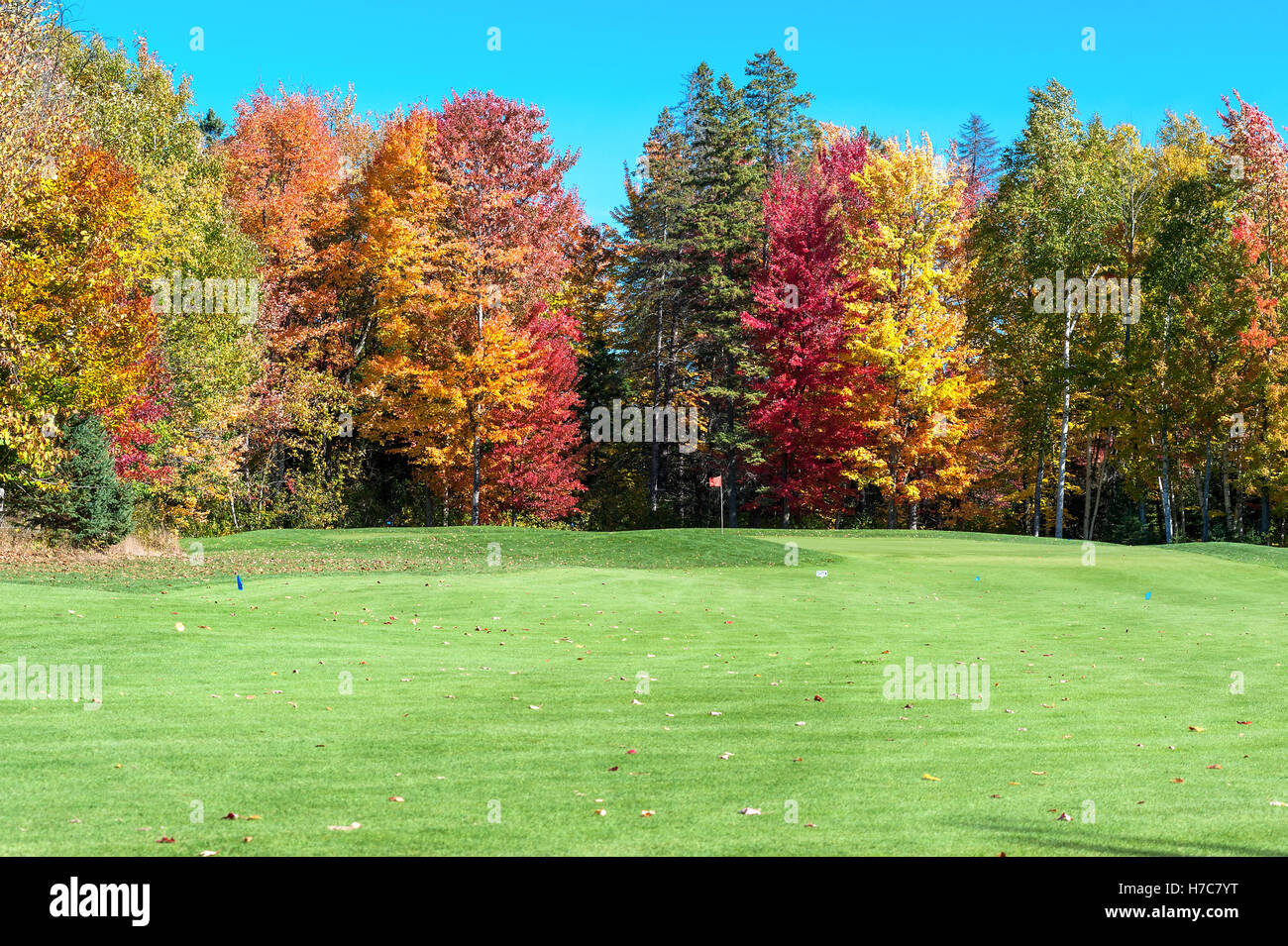 Colorful maple trees surround a golf green Stock Photo - Alamy