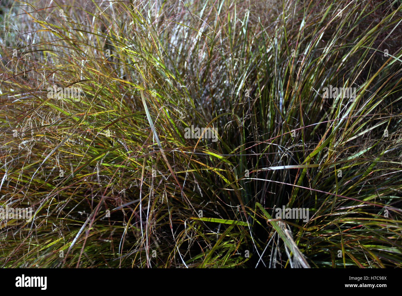 Abstract grass background hi-res stock photography and images - Alamy