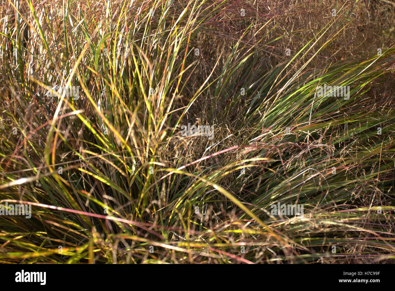 Abstract grass backgrounds on the forest floor Stock Photo - Alamy