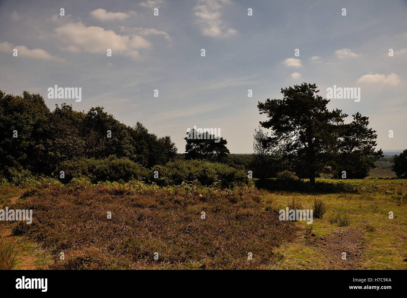 Ashdown Forest East Sussex Stock Photo - Alamy
