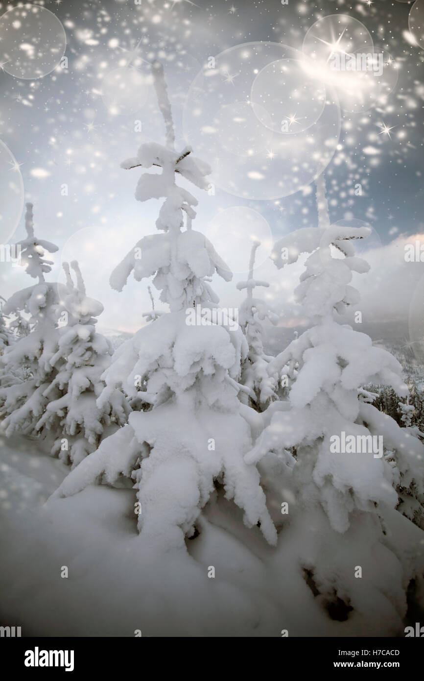 Snowfall in the mountains - Christmas forest background Stock Photo - Alamy