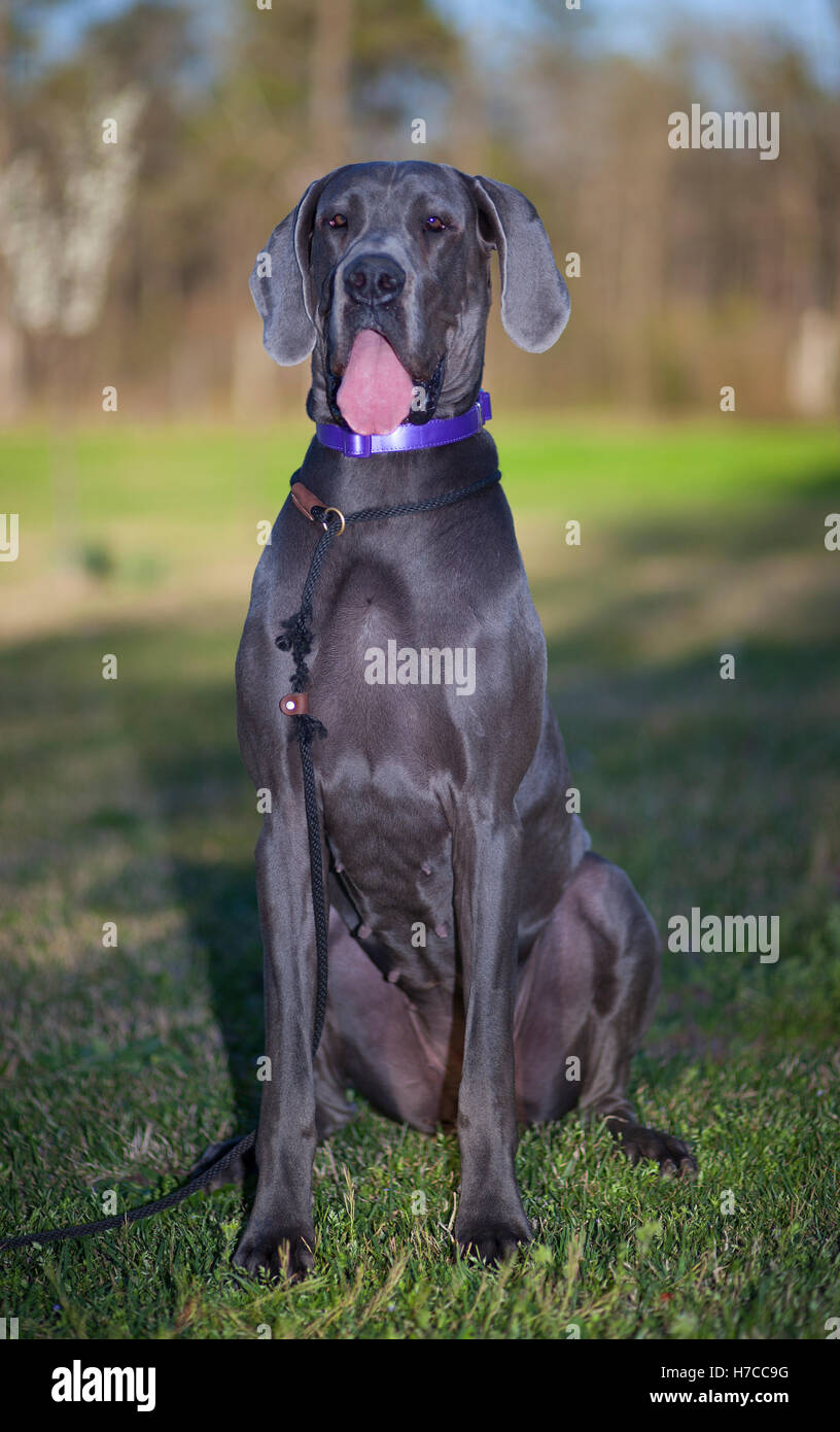Gray Great Dane female that is sitting on the grass Stock Photo - Alamy