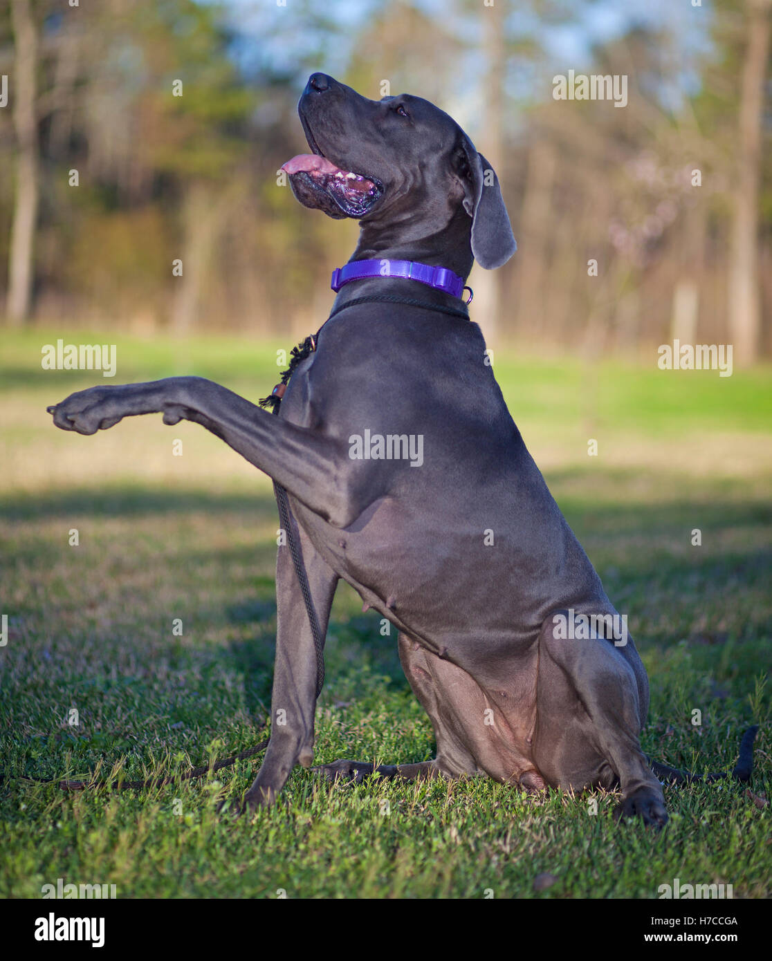 Purebred Great Dane with its paw out ready to shake Stock Photo - Alamy