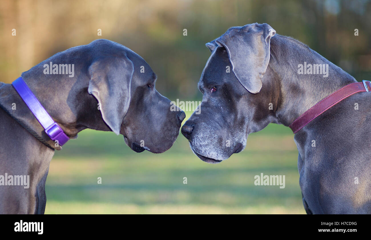 Younger Great Dane meets with an older dog Stock Photo - Alamy