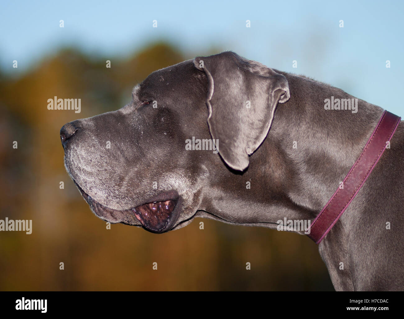 Old great dane hi-res stock photography and images - Alamy