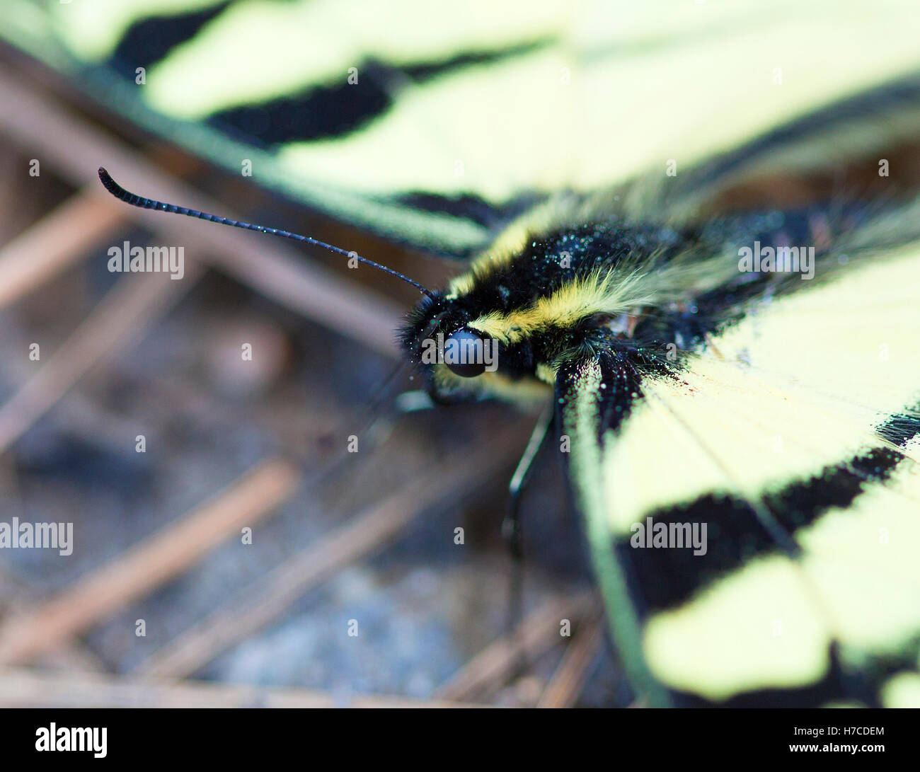 Bright yellow butterly with lots of dirt on its eyes Stock Photo - Alamy