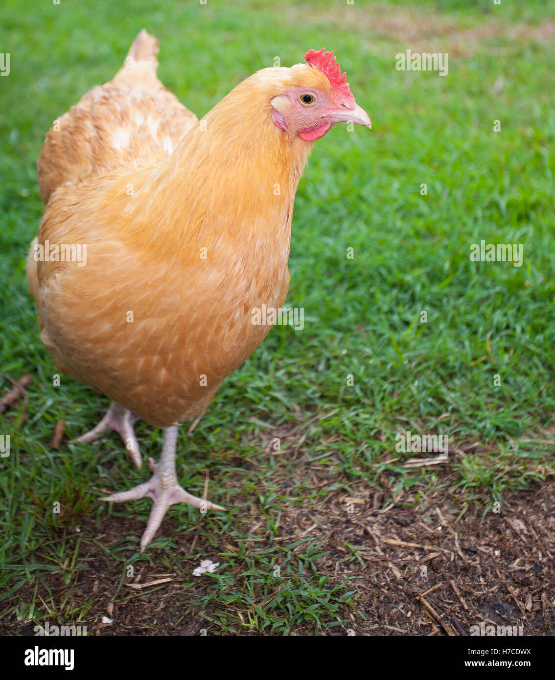 Gold and brown chicken feathers hi-res stock photography and images - Alamy