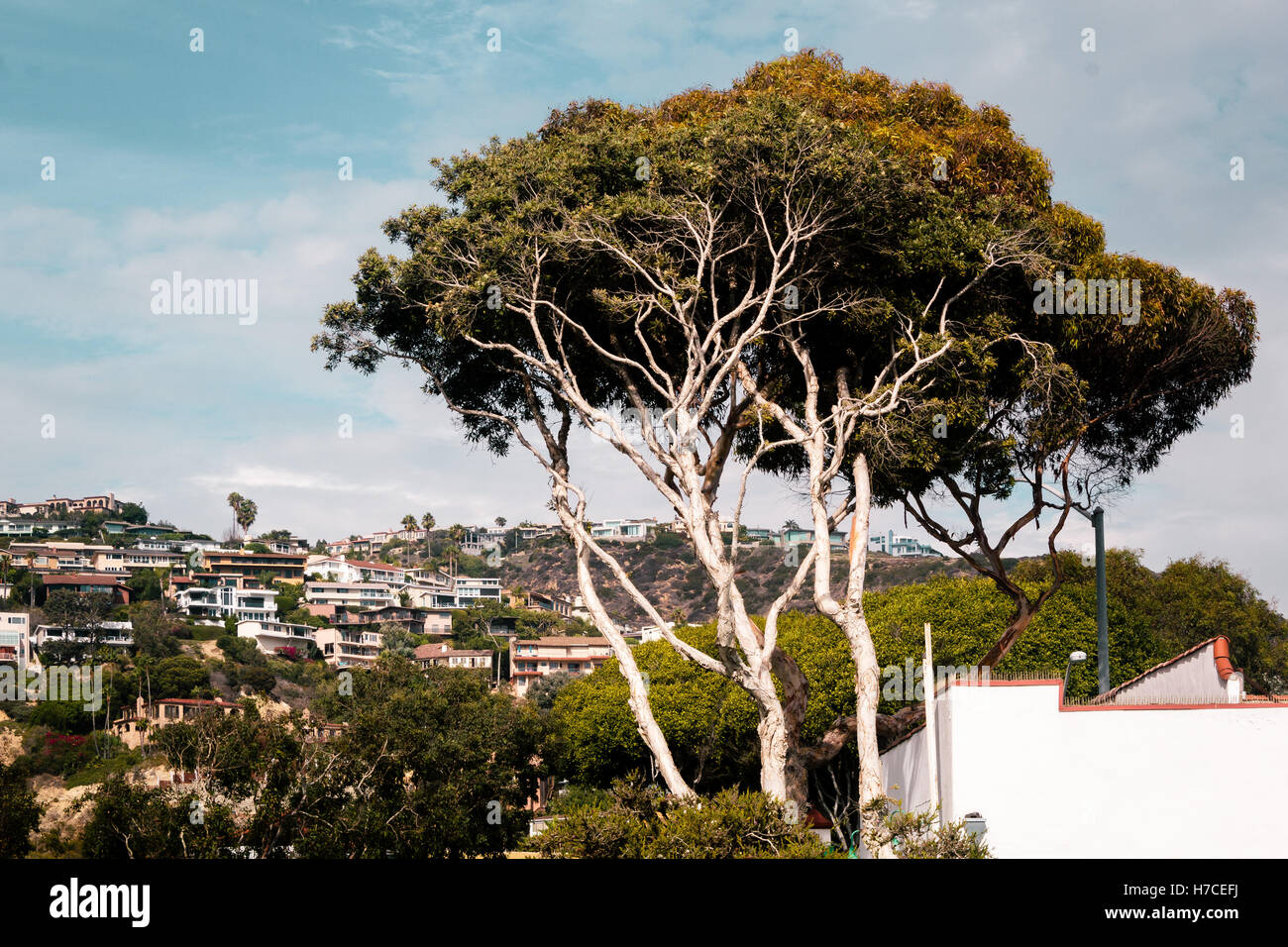 Photo of Trees and buildings in Laguna Beach, California Stock Photo ...