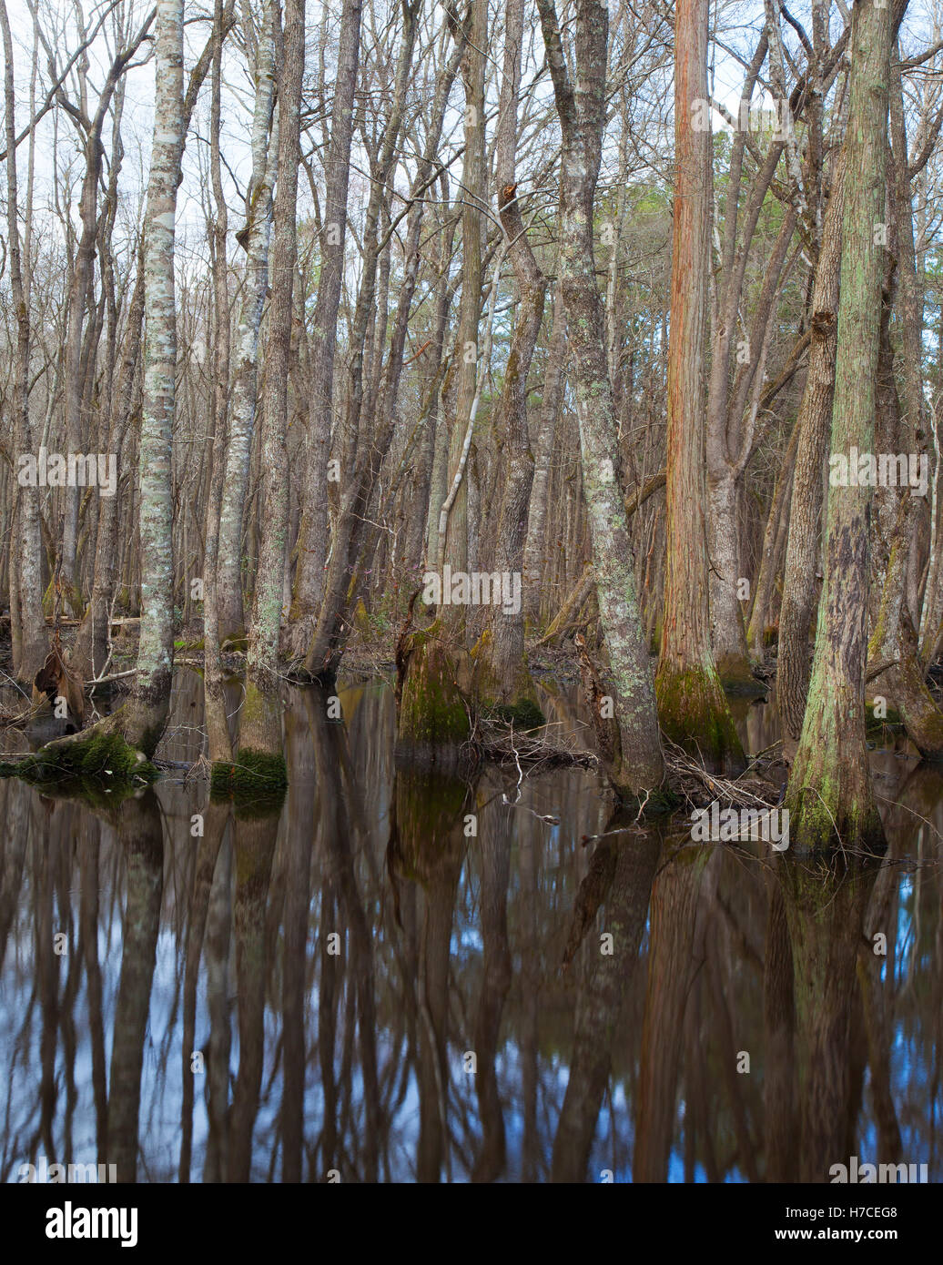 Trees reflecting in the water on the Lumber River in North Carolina ...