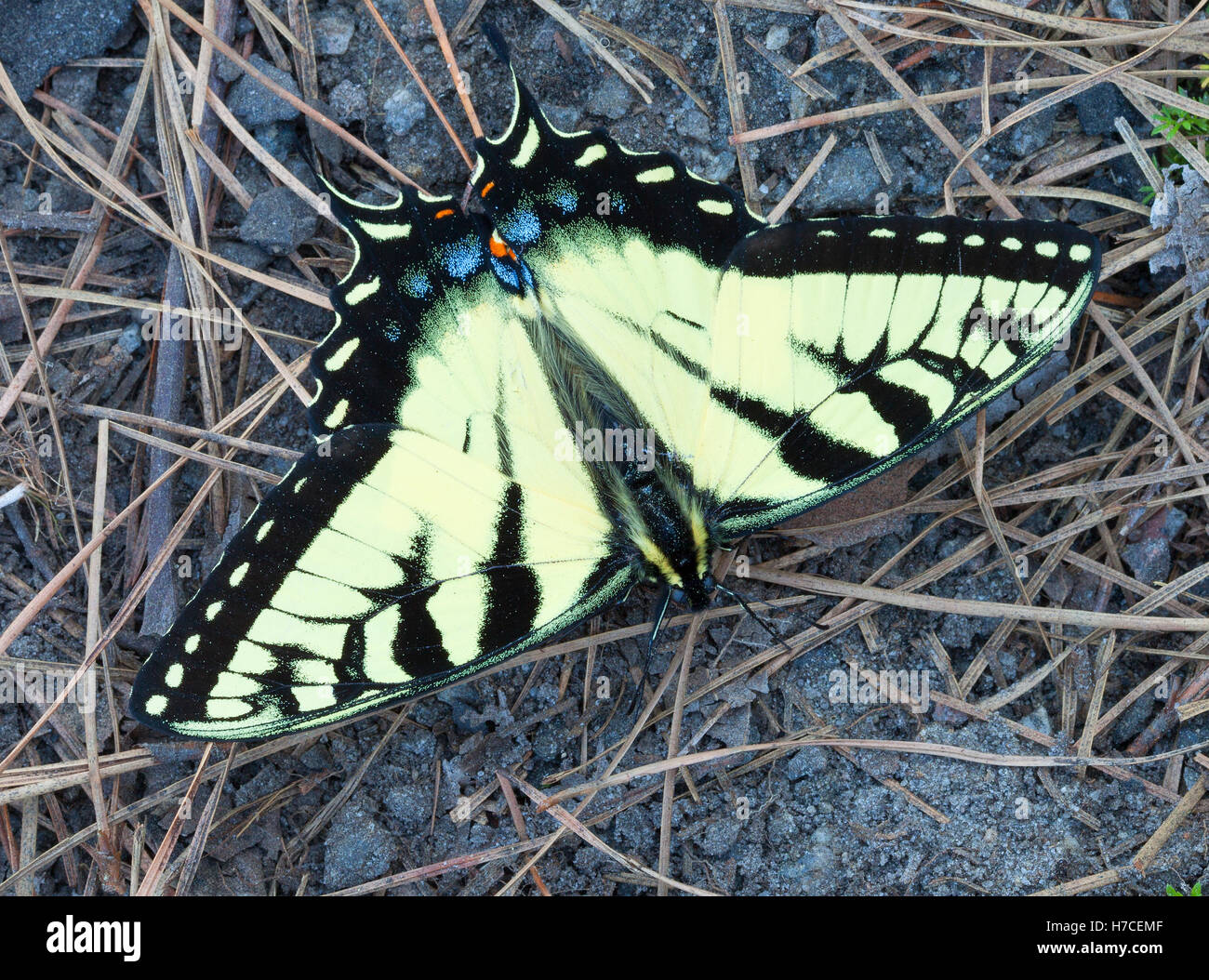 Butterfly feelers hi-res stock photography and images - Alamy
