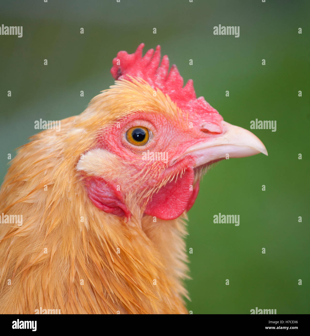 Chicken Keeping High Resolution Stock Photography and Images - Alamy