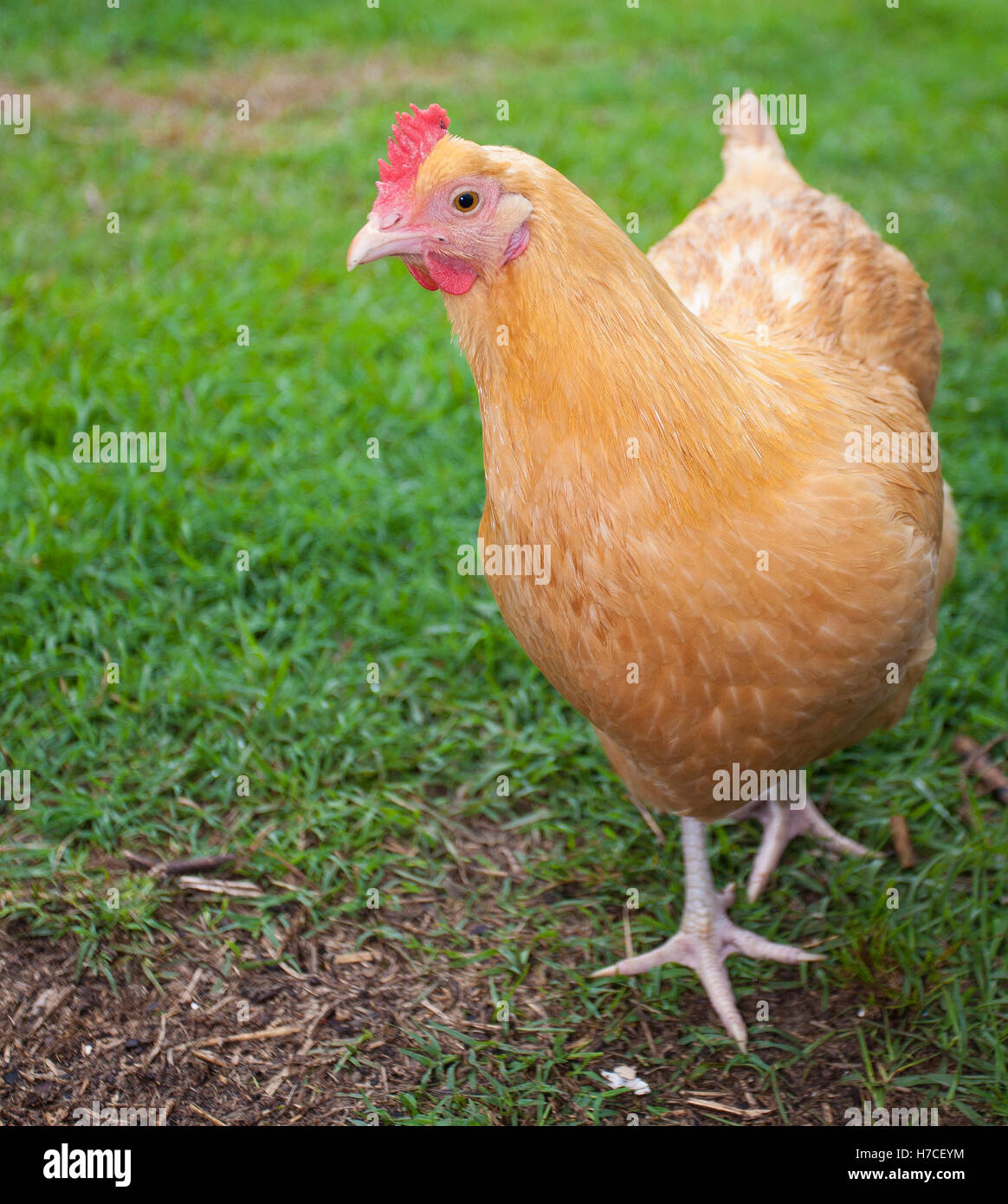 Gold colored chicken hen walking close to the camera Stock Photo - Alamy