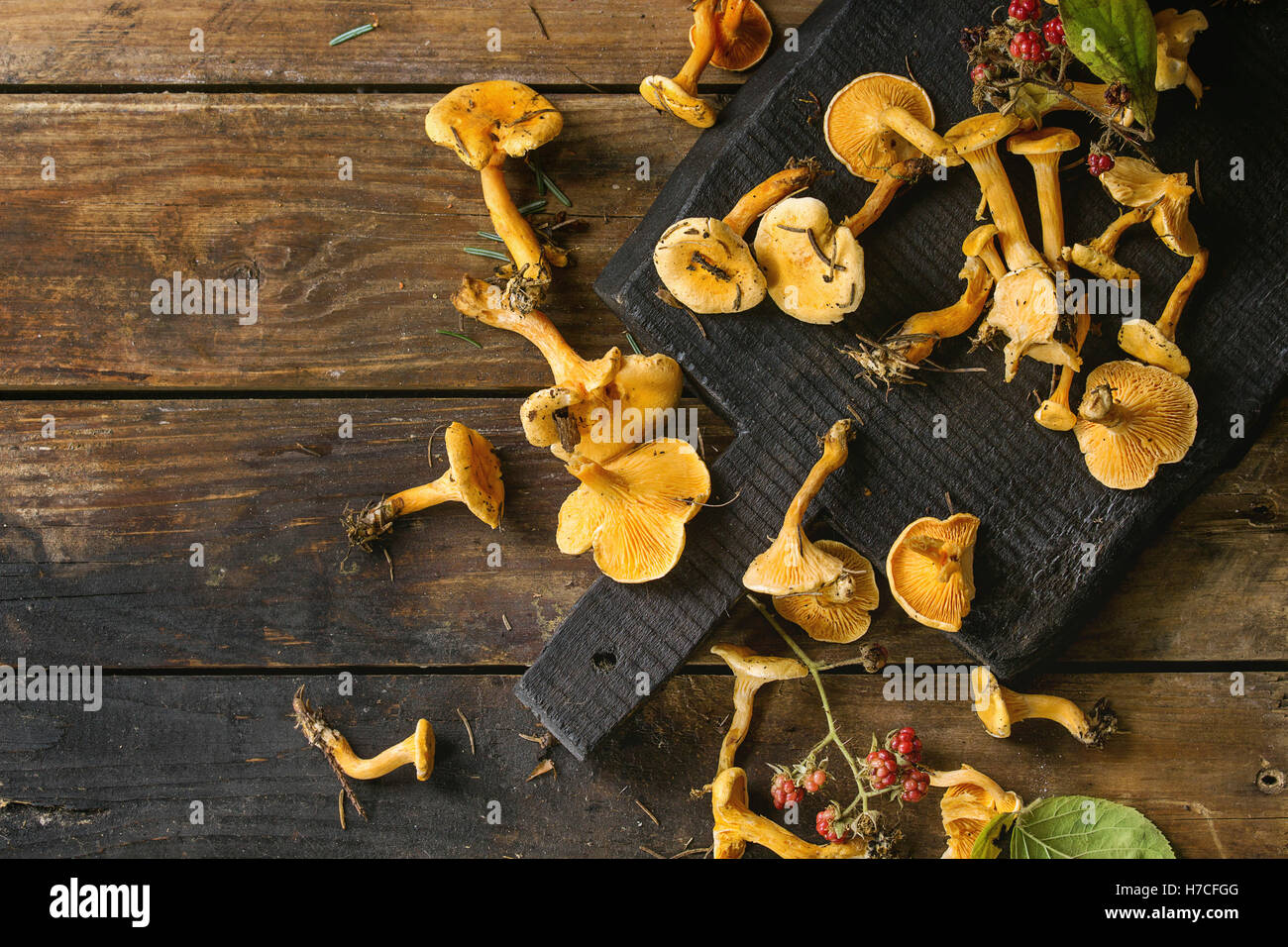 Forest Chanterelle mushrooms with wild raspberries on black wood ...