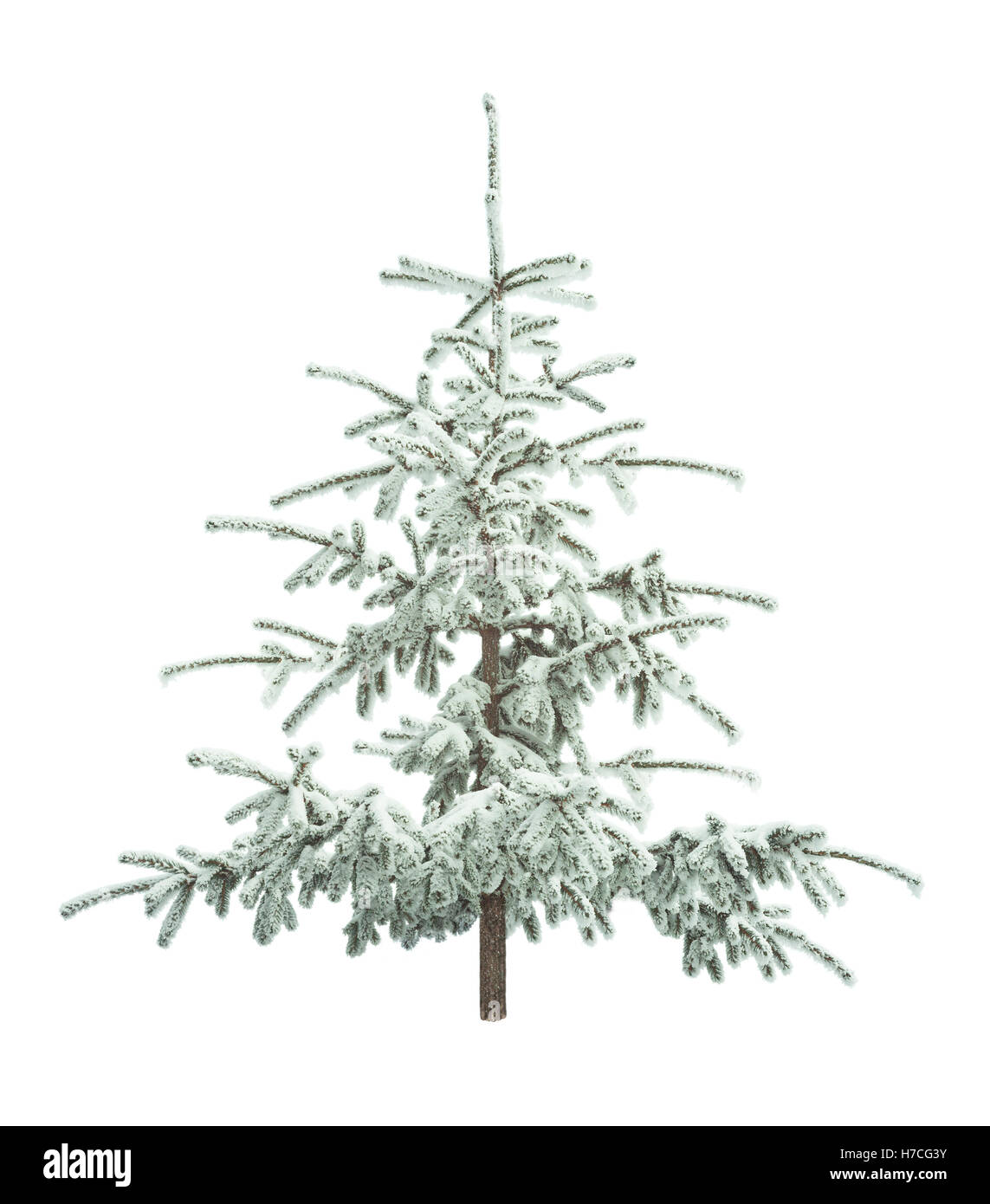 Snowy christmas tree winter Cut Out Stock Images & Pictures - Alamy