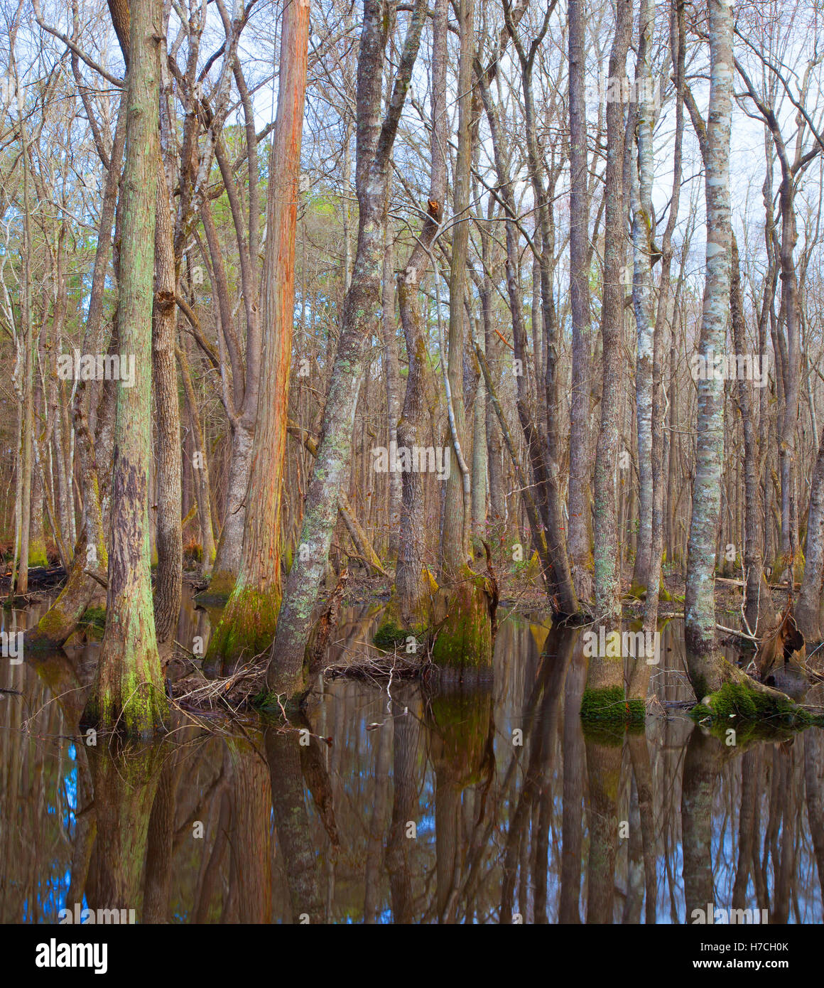Forest around the Lumber River in North Carolina in the water Stock ...