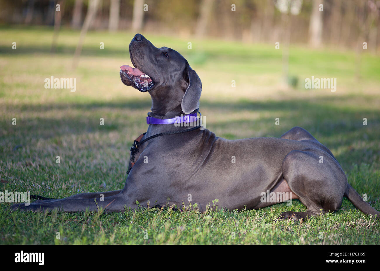 Female purebred gray Great Dane laying down on the grass Stock Photo ...