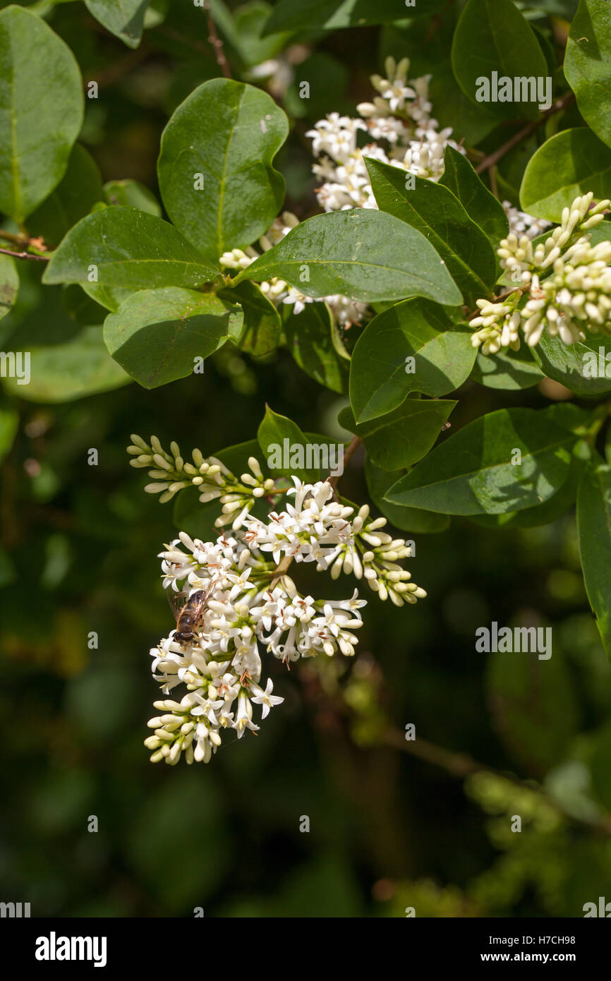 Privet hedge leaves hi-res stock photography and images - Alamy