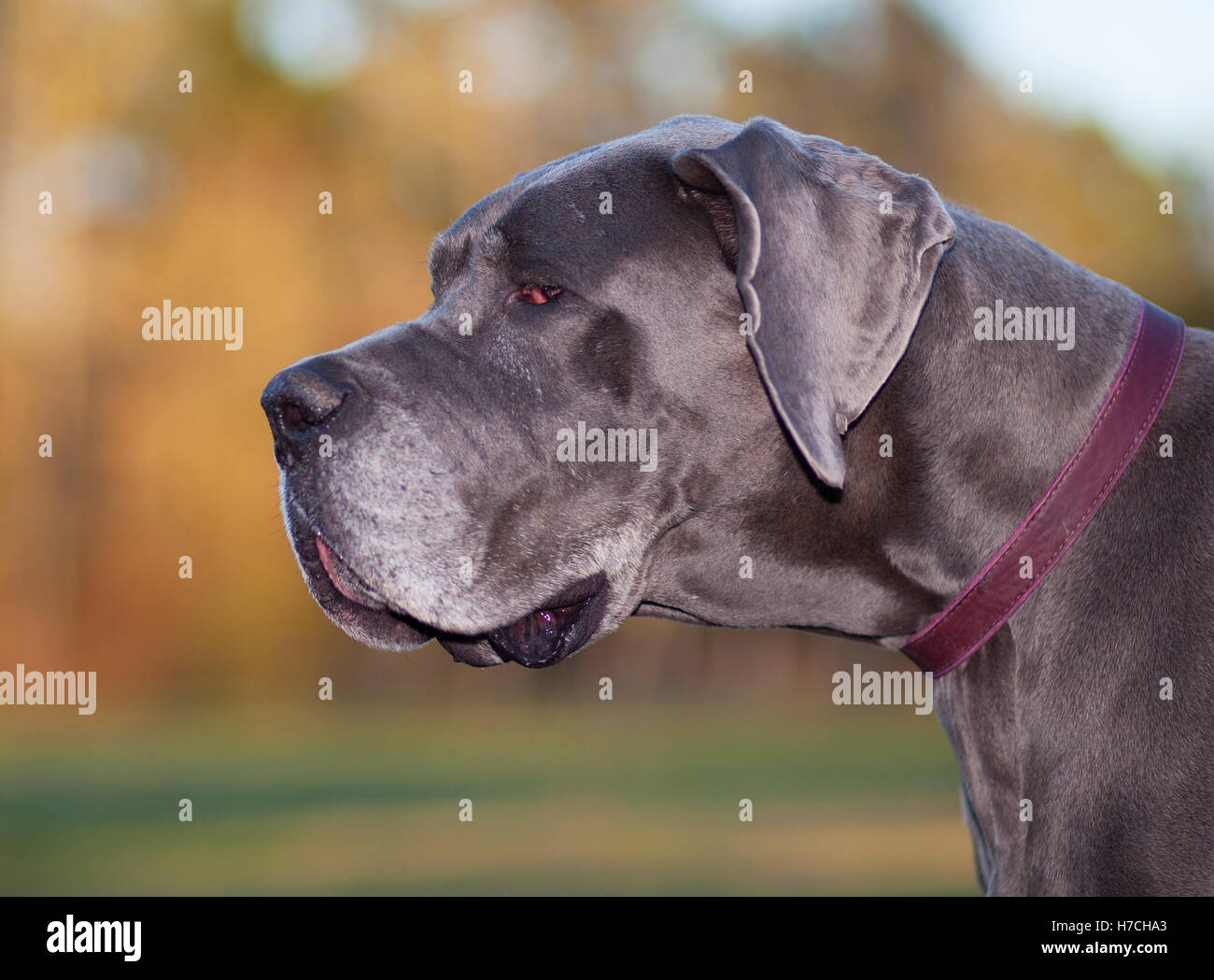Older purebred Great Dane that has turned grey Stock Photo - Alamy